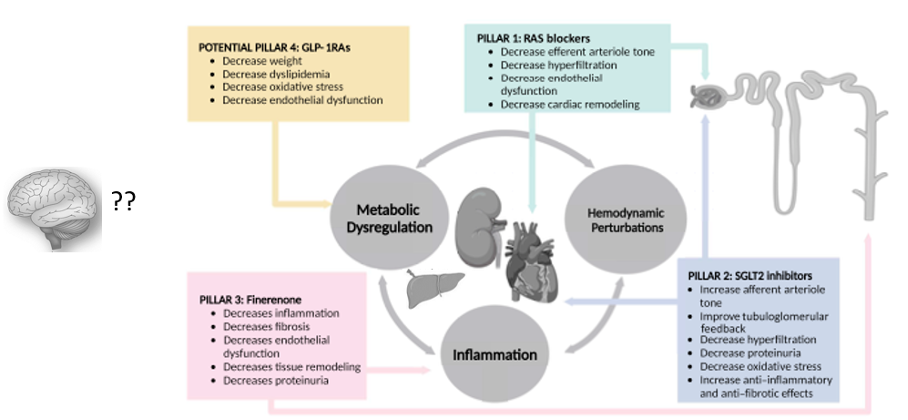 Diabetes en de nier - Diabetesgeneeskunde